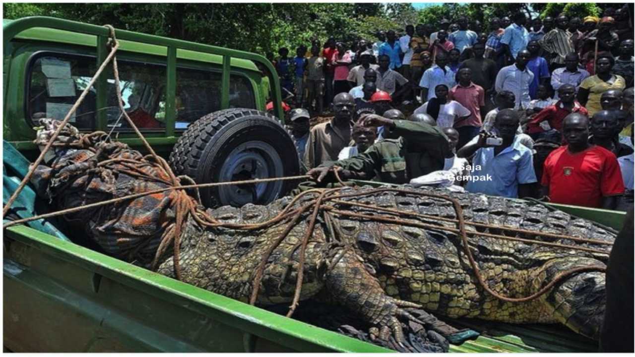 Buaya Gergasi Sepanjang 16 Kaki Tumpas Selepas ‘Mengambil’ Nyawa 80 Orang