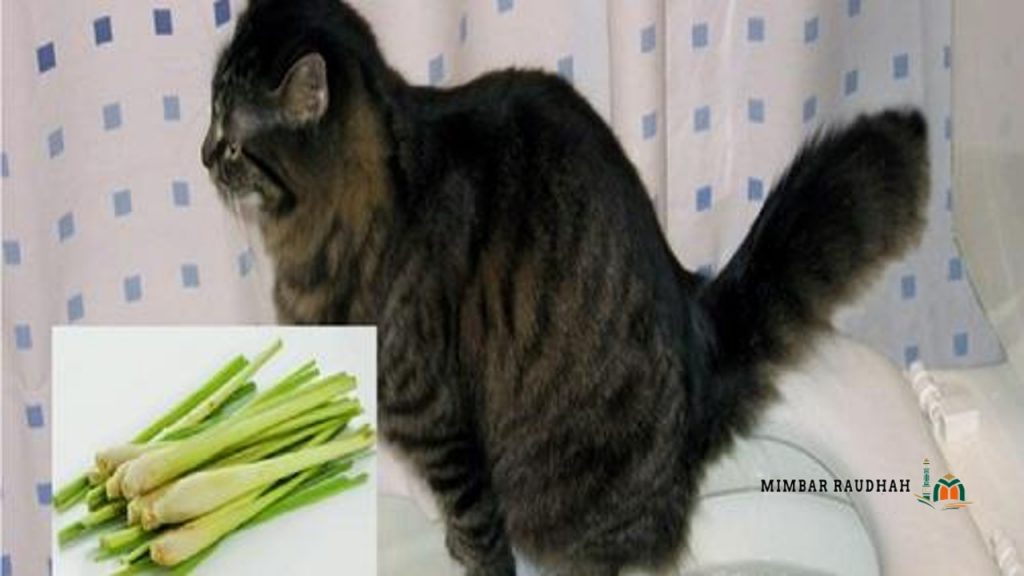 Kucing Kencing Merata-rata? Ini Cara Latih Kucing Anda Kencing Di ...
