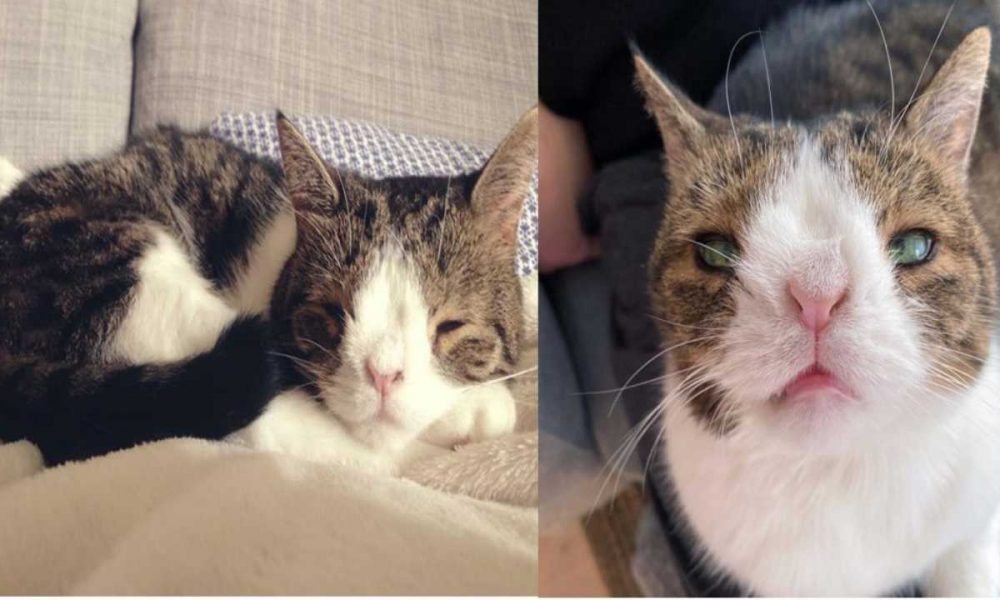 (VIDEO) Kucing Lahir Syndrome Down Keseorangan Tidak Disayang Akhirnya ...