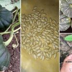 Cara Betul Tanam Pokok Labu, Hasil Buah Banyak dan Saiz Besar Dijamin