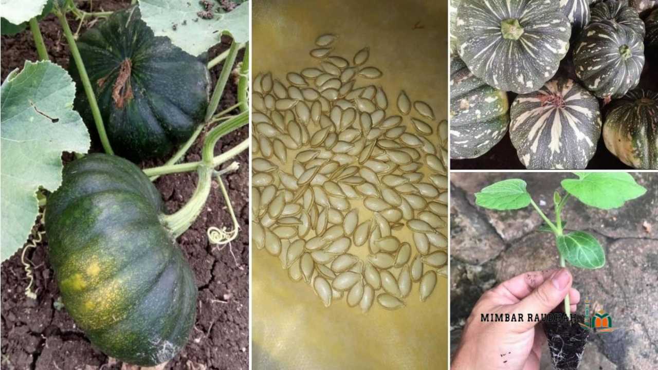 Cara Betul Tanam Pokok Labu Supaya Hasilkan Buah Yang Banyak & Saiznya ...