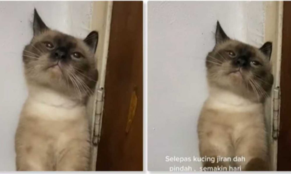 Jangankan Manusia…. Kucing Pun boleh Murung Kerana Ini….. Makan Tak ...