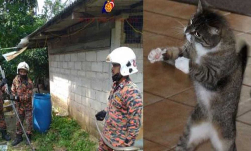 Kucing Beri Reaksi Pelik, Rupanya Ada Haiwan Tidak Berkaki