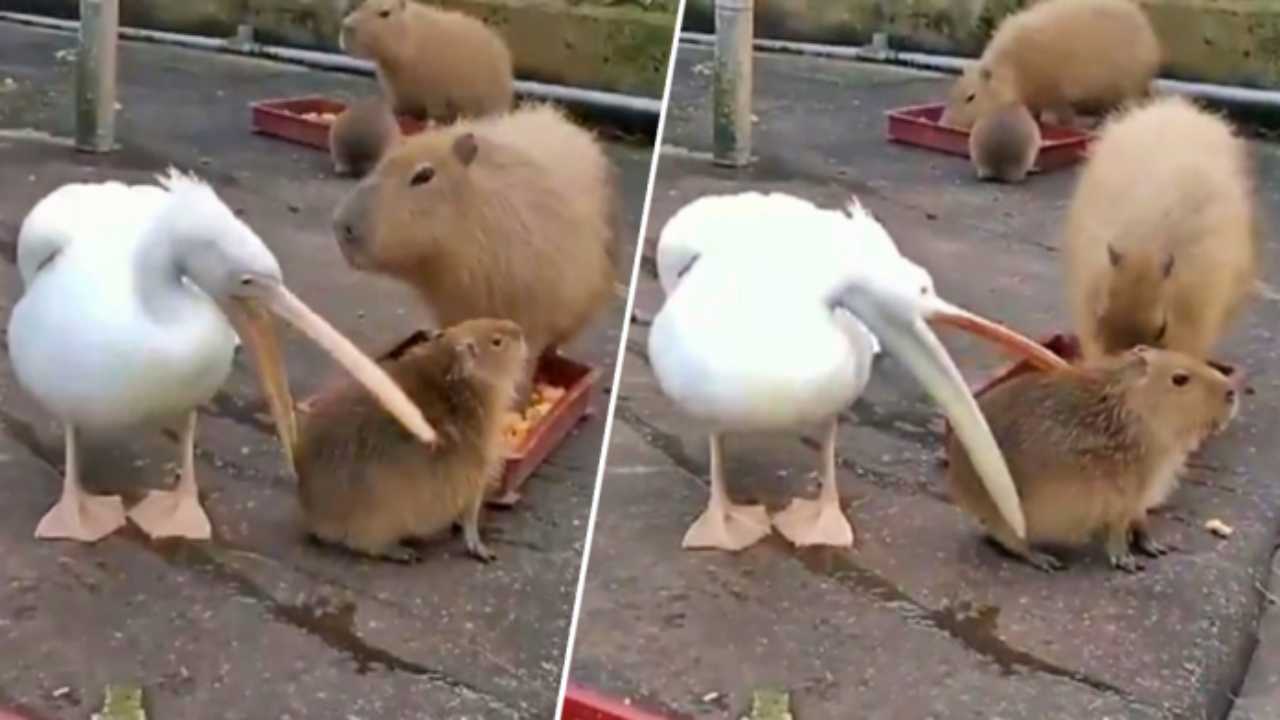 Paruh penyepit burung undan gagal ‘menelan’ capybara, sebaliknya ...