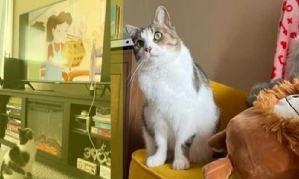 Hobi Kucing Ini Tonton TV, Setiap Pagi Mengeow Mintak Tuannya Buka ...