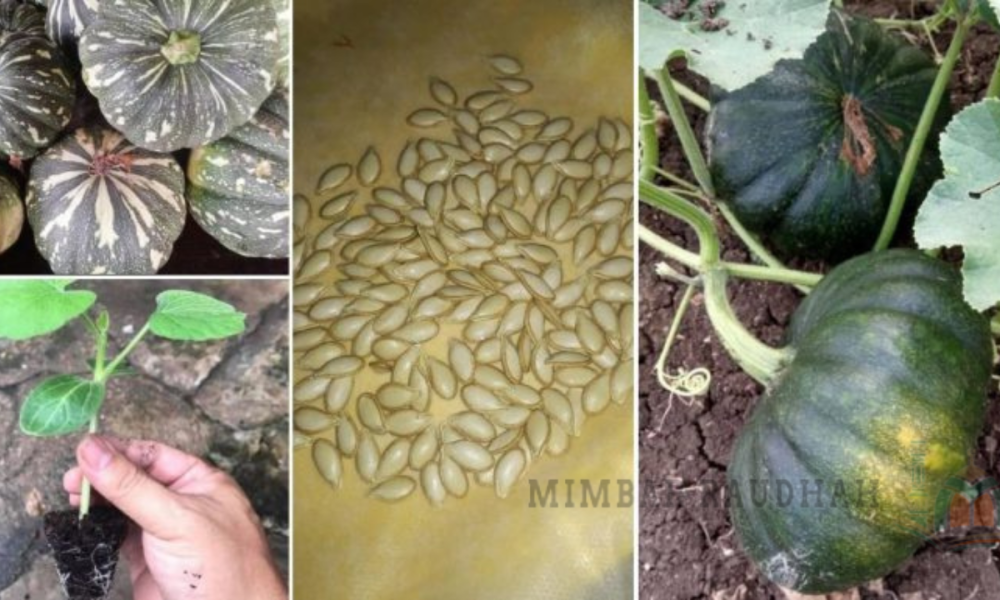 Cara Betul Tanam Pokok Labu, Hasil Buah Banyak dan Saiz Besar Dijamin